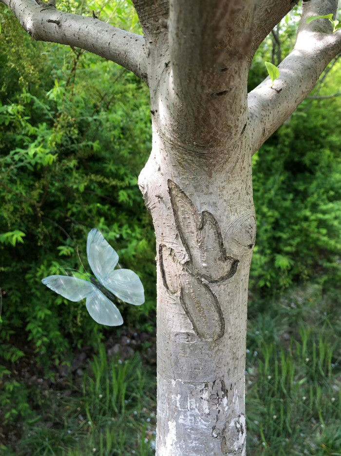 INFP｜Butterfly #INFP 命运会让我们相遇##朋友圈背景图# - 堆糖，美图壁纸兴趣社区