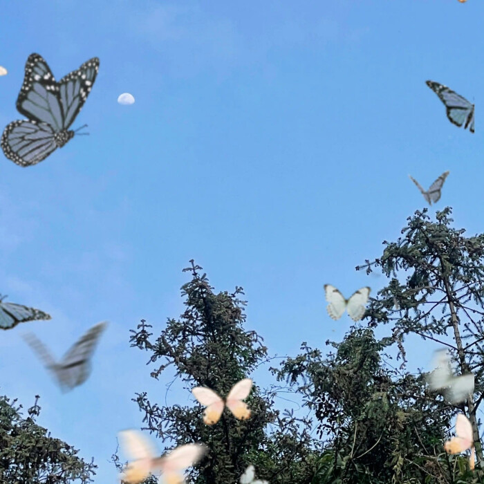 INFP｜Butterfly #INFP 命运会让我们相遇##朋友圈背景图# - 堆糖，美图壁纸兴趣社区