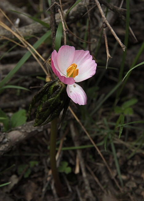 Sinopodophyllum hexandrum 桃儿七，小檗科桃儿七属。 - 堆糖，美图壁纸兴趣社区
