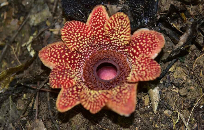 Sapria himalayana 寄生花，大花草科寄生花属。和大王花（大花草 Rafflesia arnoldii ）同科不同属。 - 堆糖 ...